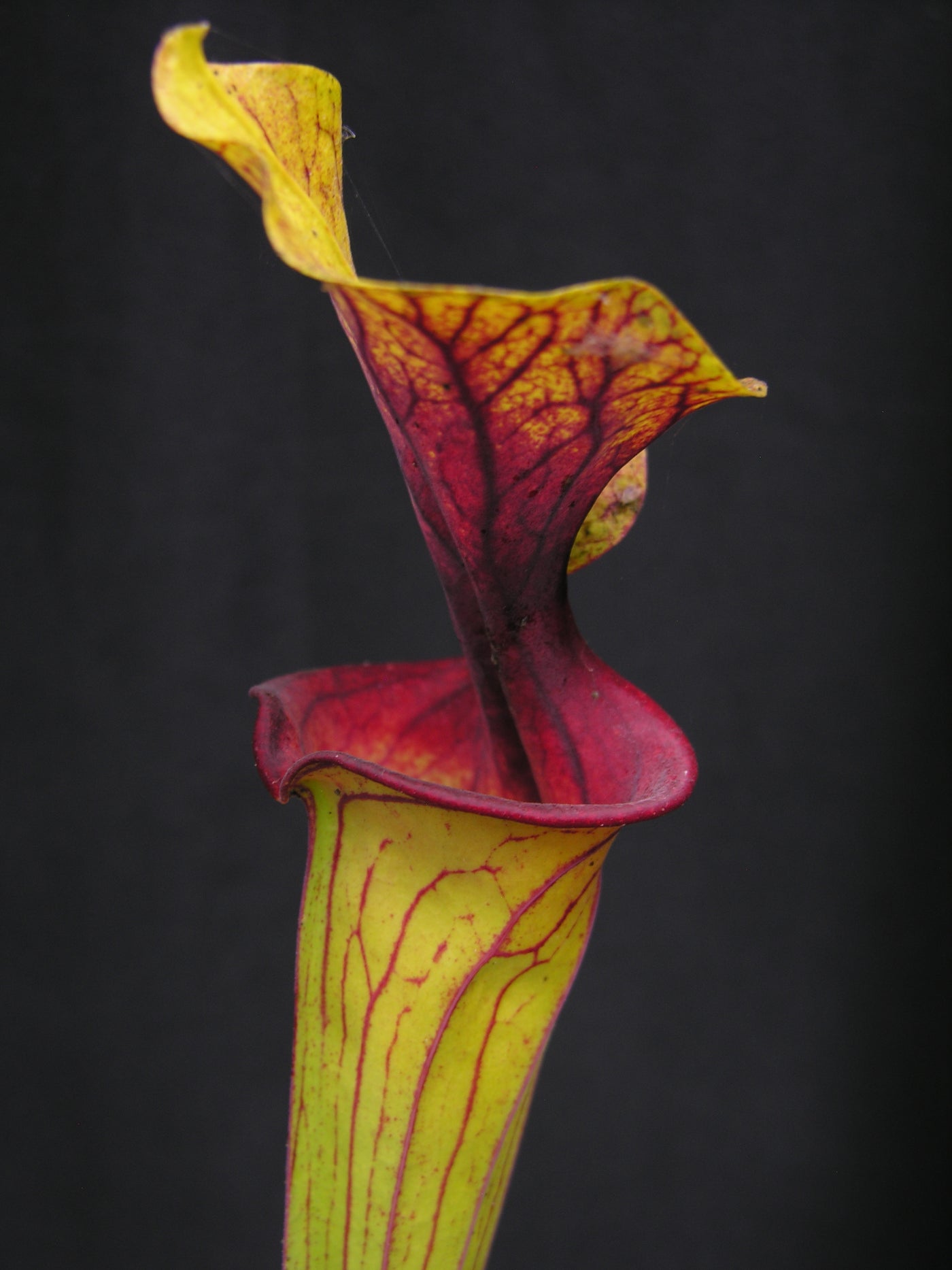 Sarracenia flava var. ornata - Apalachicola, Franklin Co., Florida (F8 ...