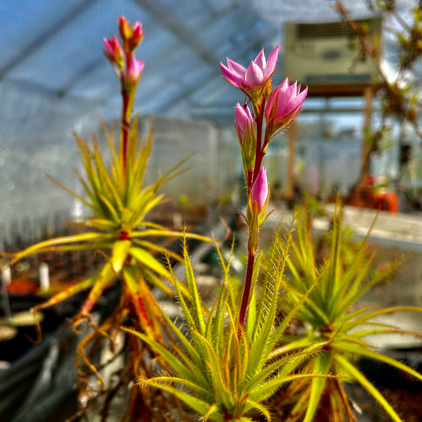 Roridula gorgonias – Hewitt-Cooper Carnivorous Plants