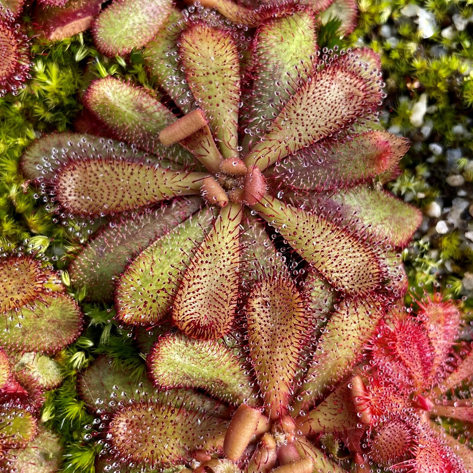 Drosera hamiltonii - Australia – Hewitt-Cooper Carnivorous Plants