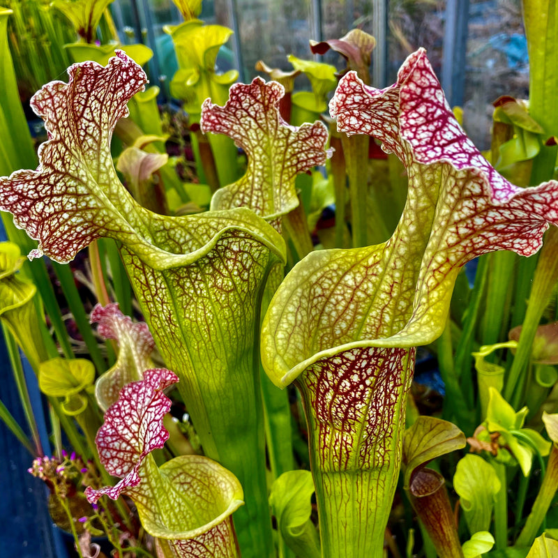 Sarracenia leucophylla - Open Mouth Hybrid – Hewitt-Cooper Carnivorous ...