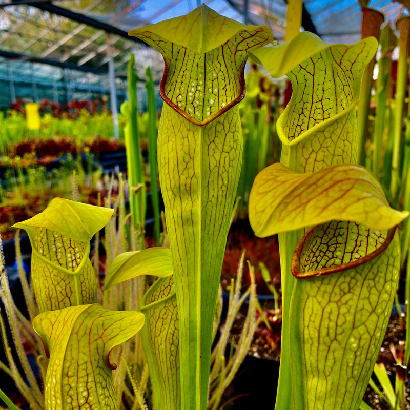 Sarracenia x minata - minor x alata – Hewitt-Cooper Carnivorous Plants