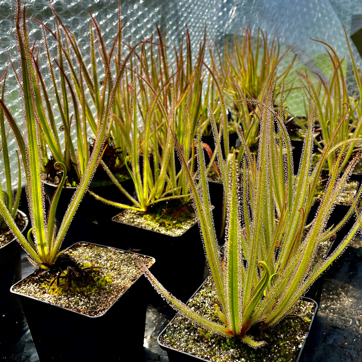 Drosera Regia Fiche Technique | Drosera Regia – IDSQ