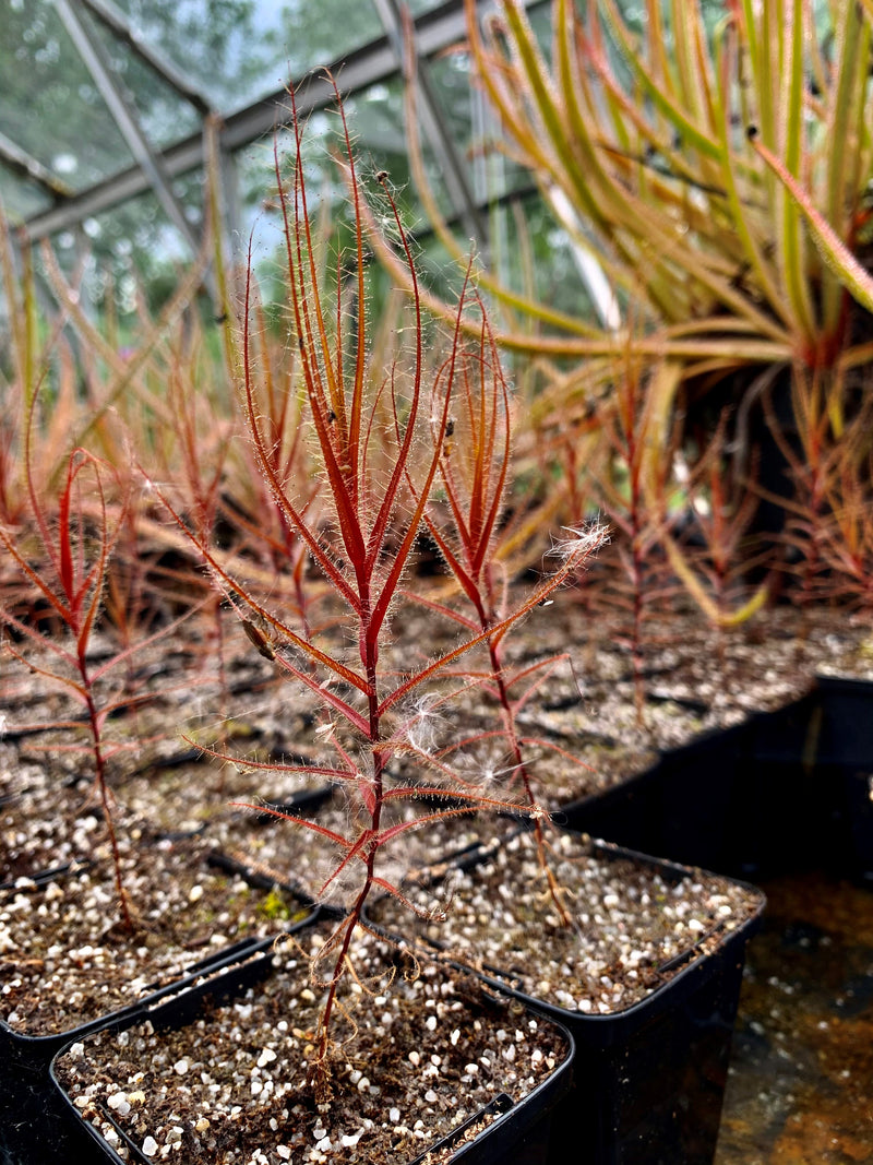 Roridula gorgonias – Hewitt-Cooper Carnivorous Plants