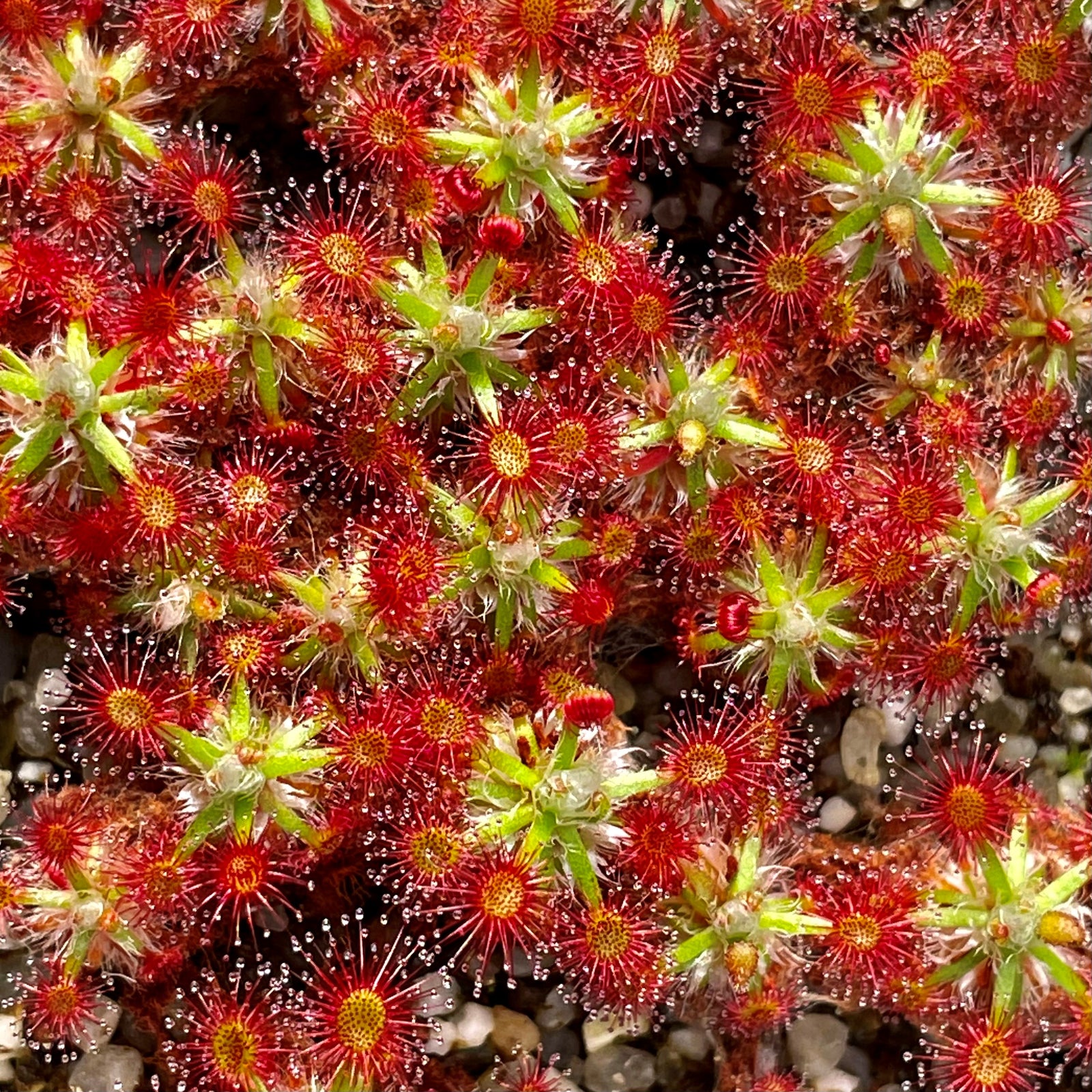 DROSERA - PYGMY SPECIES – Hewitt-Cooper Carnivorous Plants