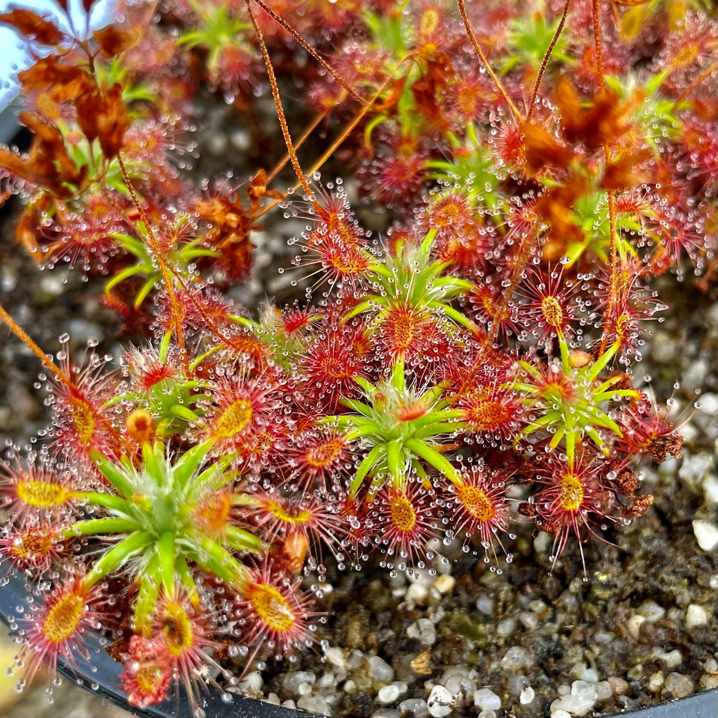 DROSERA - PYGMY SPECIES – Hewitt-Cooper Carnivorous Plants